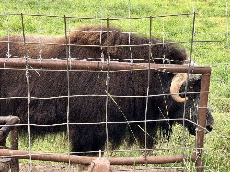 A visit to The Musk Ox Farm in Palmer, Alaska | VeganRV