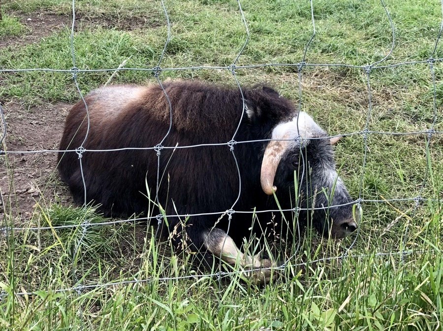 A visit to The Musk Ox Farm in Palmer, Alaska | VeganRV
